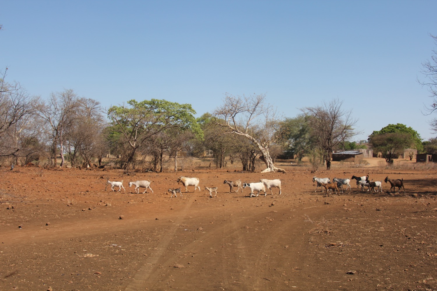 A Visit to Impalila Island, Namibia - Live and Let's Fly