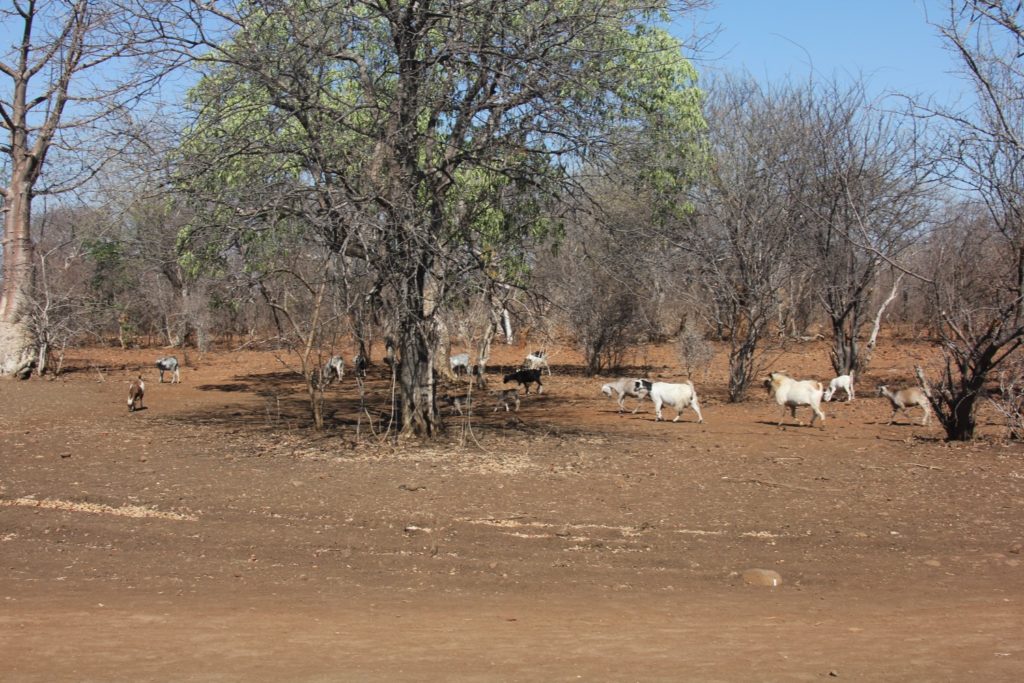 Impalila Island, Namibia: Travel & Reflections