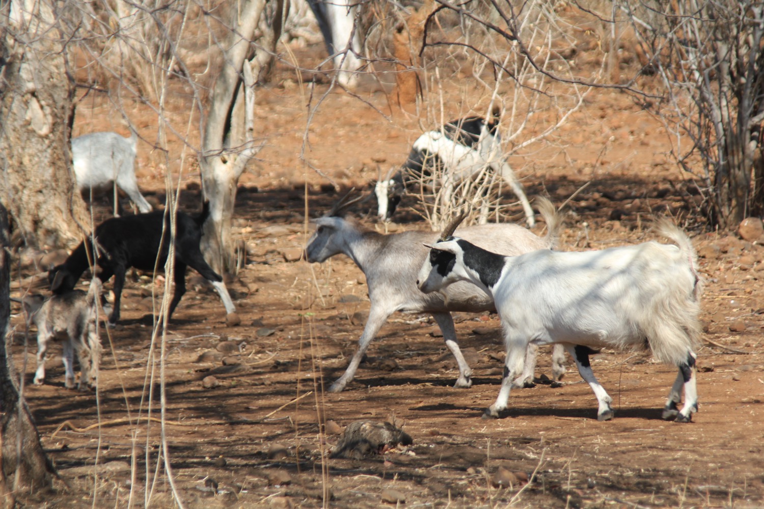 Impalila Island, Namibia: Travel & Reflections