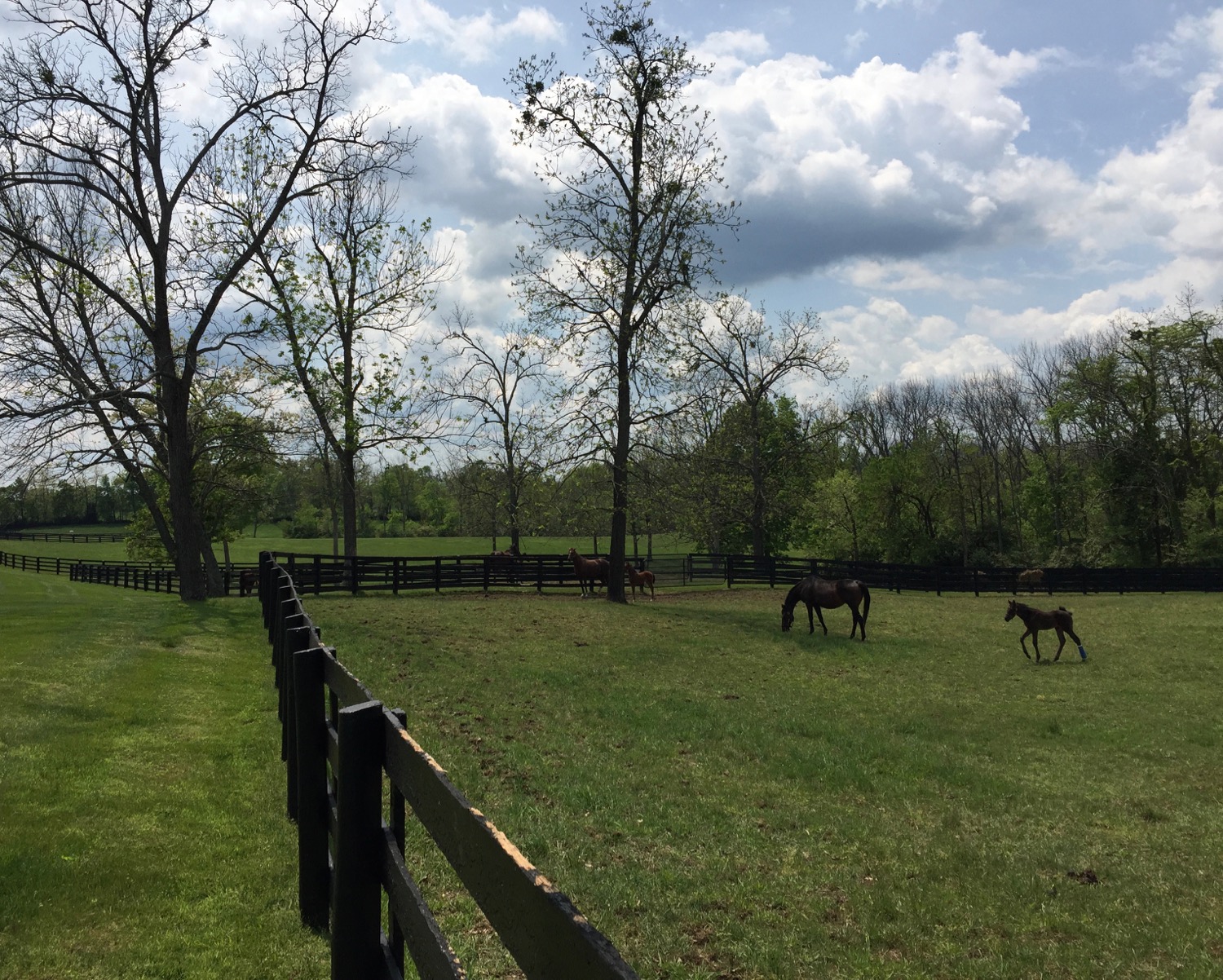 Breeding, Bourbon, and Bevin: The Day Before the Big Race - Live and ...