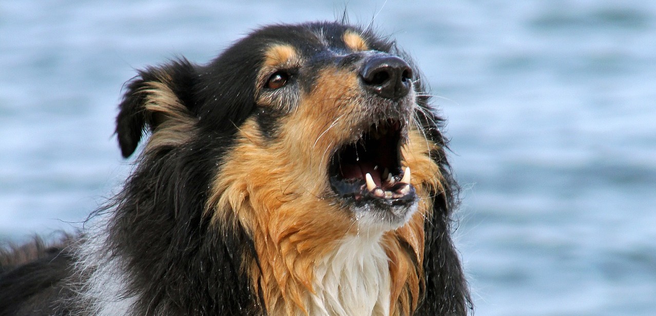 Awakened by a Barking Dog Halfway Over the Atlantic - Live and Let's Fly