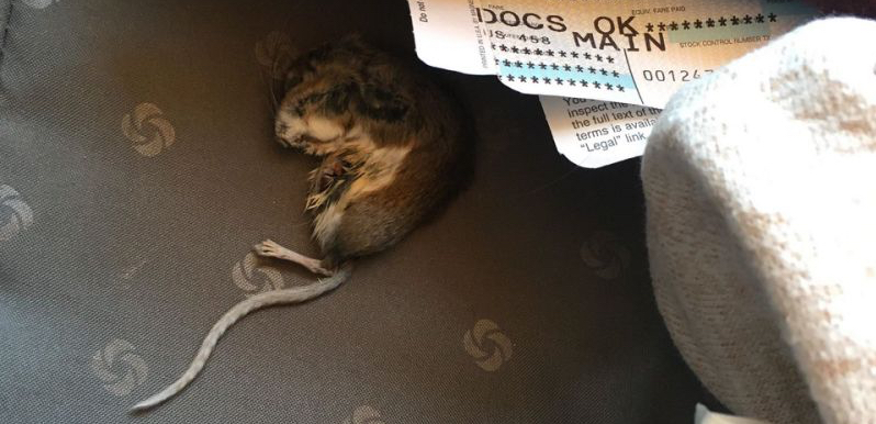 AA Passenger Finds Dead Rat in Luggage, Told to Burn It - Live and Let ...