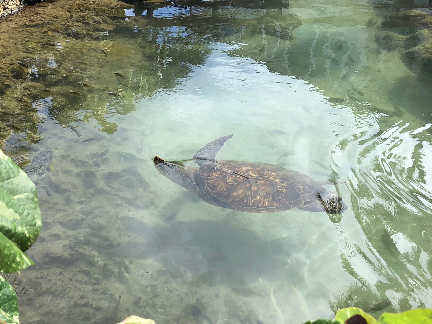 The Kahala: Still a Treasure in Honolulu - Live and Let's Fly