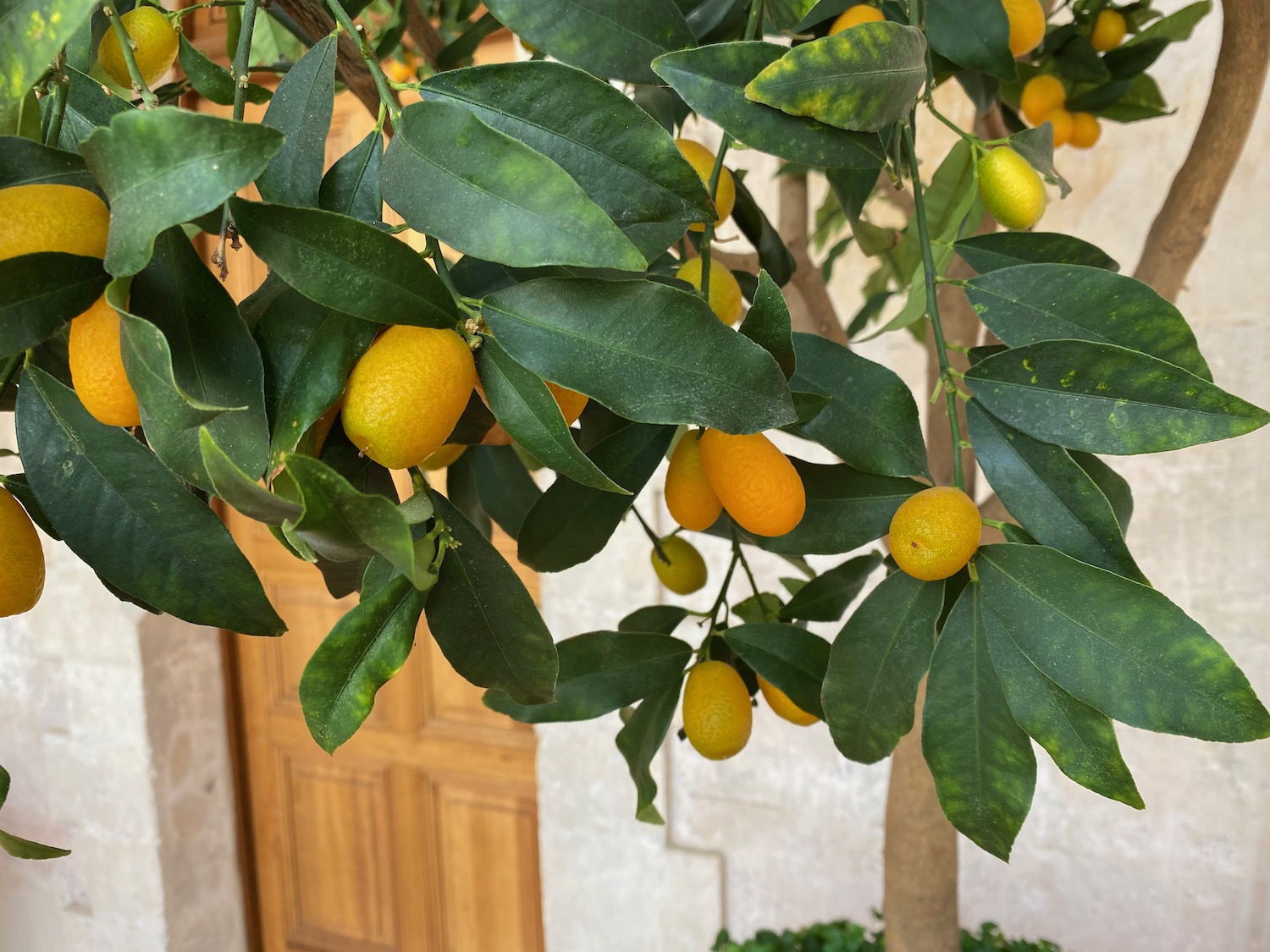 Review: The Jaffa Tel Aviv, A Luxury Collection Hotel By Marriott ...