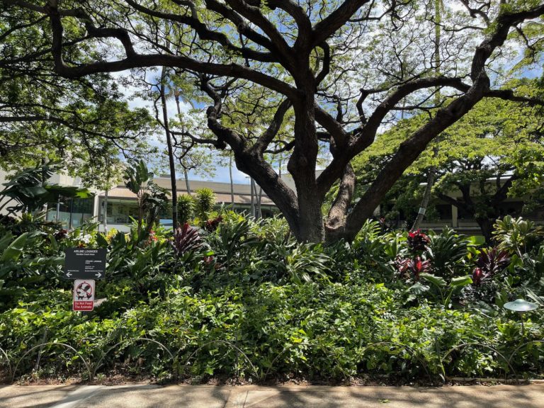 The Beautiful Gardens Of Honolulu Airport - Live and Let's Fly