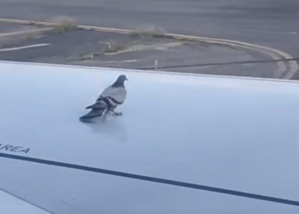 Stowaway Pigeon Ejected From Flight - Live and Let's Fly