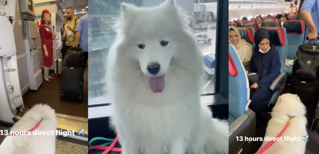 The "Guide Dog" Scam Infiltrates Turkish Airlines - Live and Let's Fly
