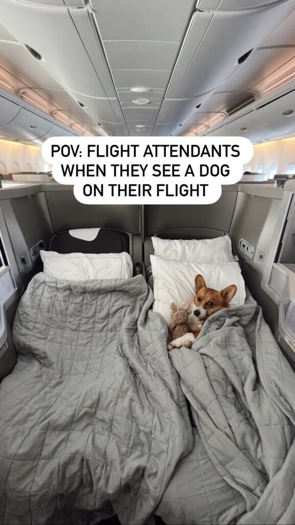 Service Dog in British Airways Business Class