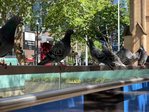 Photo Essay: Springtime In Sydney - Live and Let's Fly