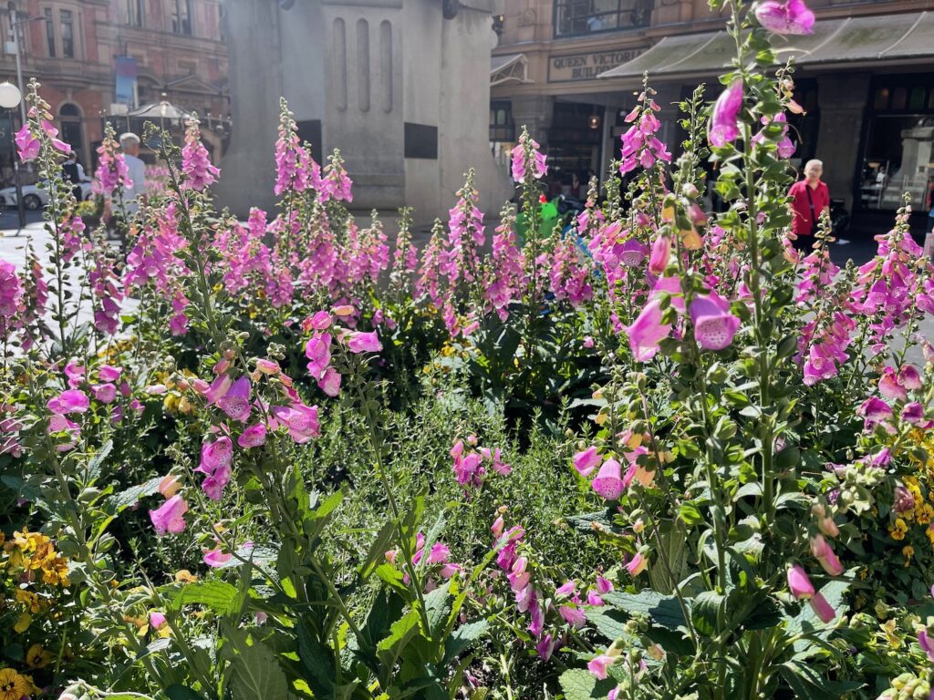 Photo Essay: Springtime In Sydney - Live and Let's Fly