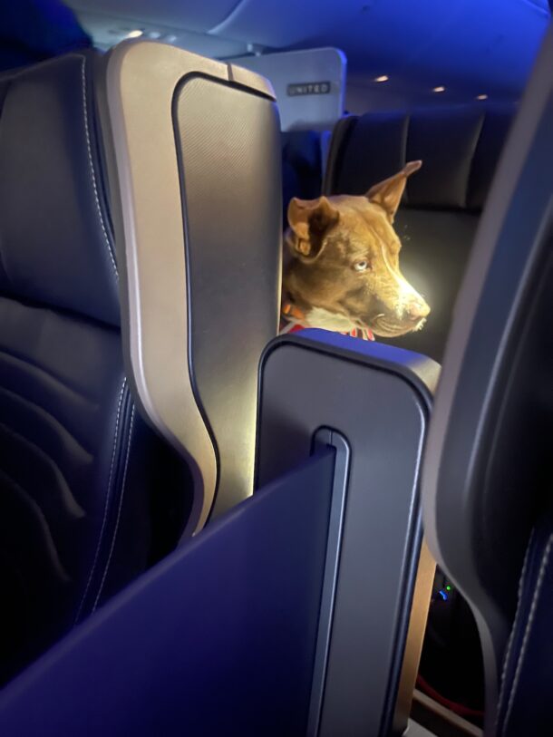 "Service" Dog Gulps Down First Class Meal On My United Airlines Flight ...