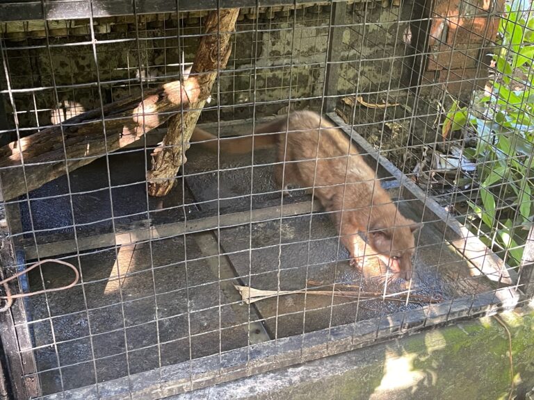 Civet Coffee: My Bali "Poop" Coffee Experience