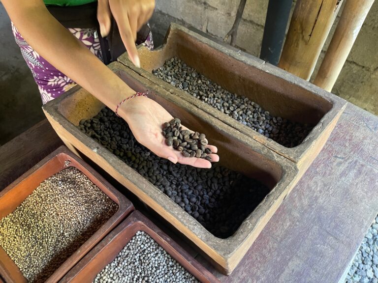 Civet Coffee: My Bali "Poop" Coffee Experience