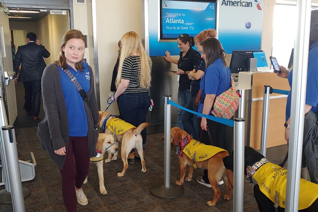 American Airlines Makes It Easier To Bring Dogs Onboard - Live and Let ...