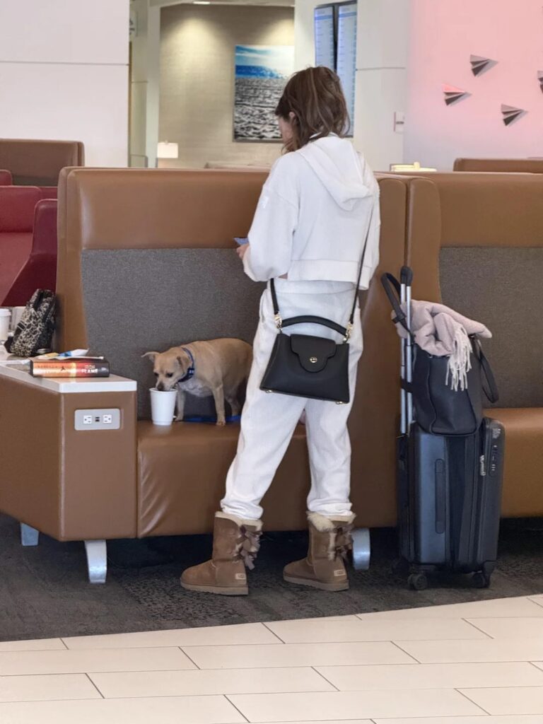 Lovely: "Service Dog" Stands On Furniture Eating Lounge Food In ...