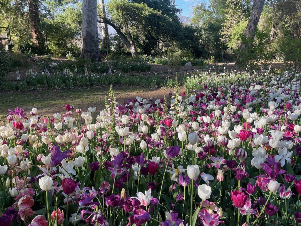 Springtime In Los Angeles - Live and Let's Fly