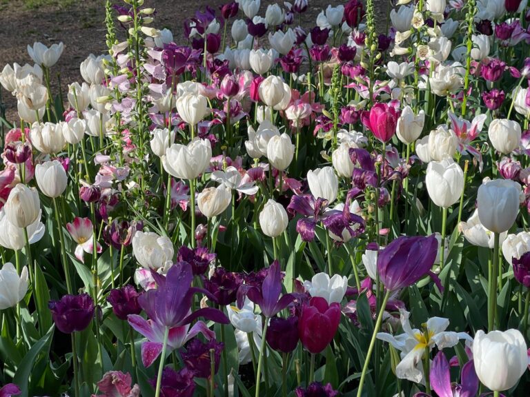 Springtime In Los Angeles - Live and Let's Fly