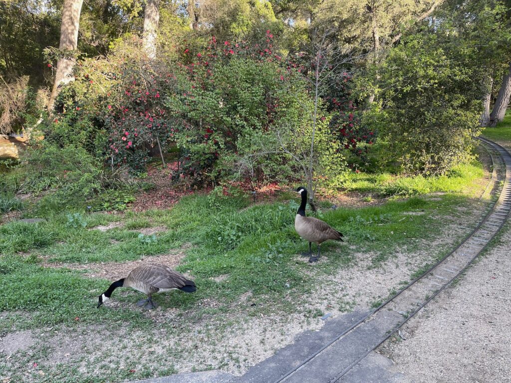 Springtime In Los Angeles - Live and Let's Fly