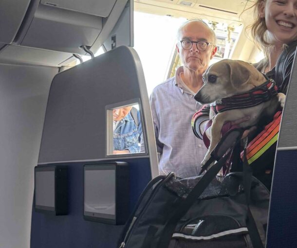 American Airlines Flight Met By Hazmat After “Service Dog” Turns Cabin ...